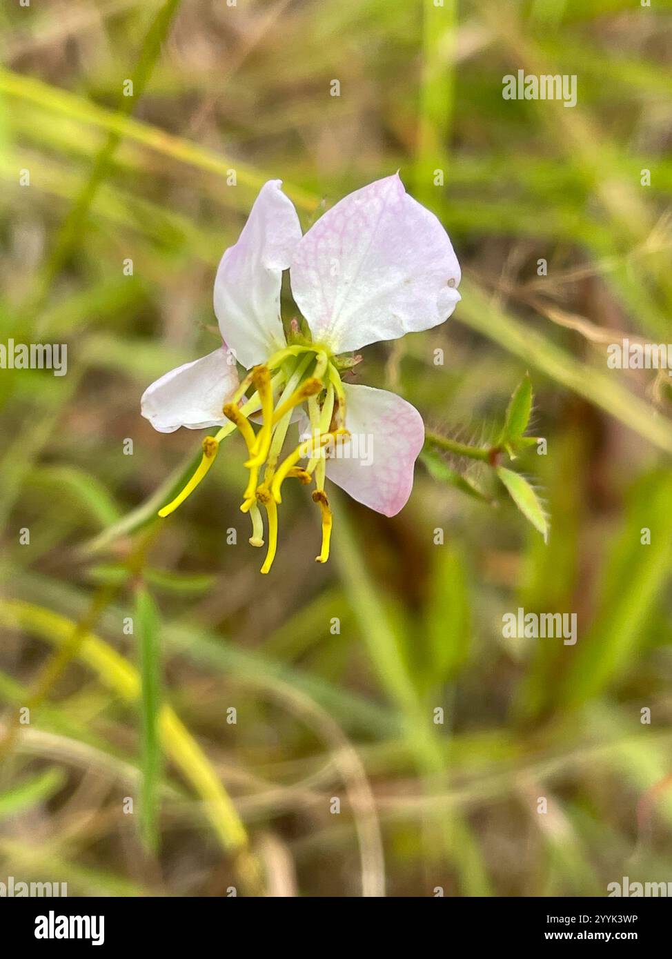 Maryland meadowbeauty (Rhexia mariana Stock Photo - Alamy