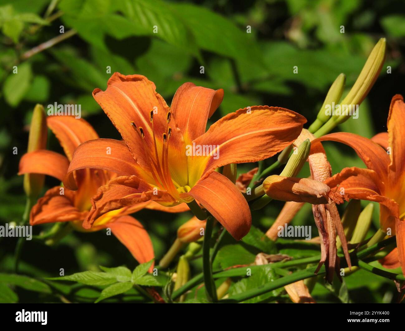 orange day-lily (Hemerocallis fulva Stock Photo - Alamy