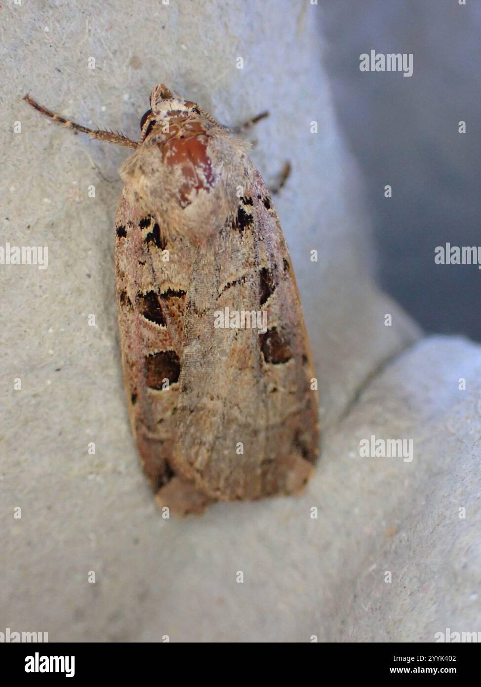 Double Square-spot (Xestia triangulum Stock Photo - Alamy