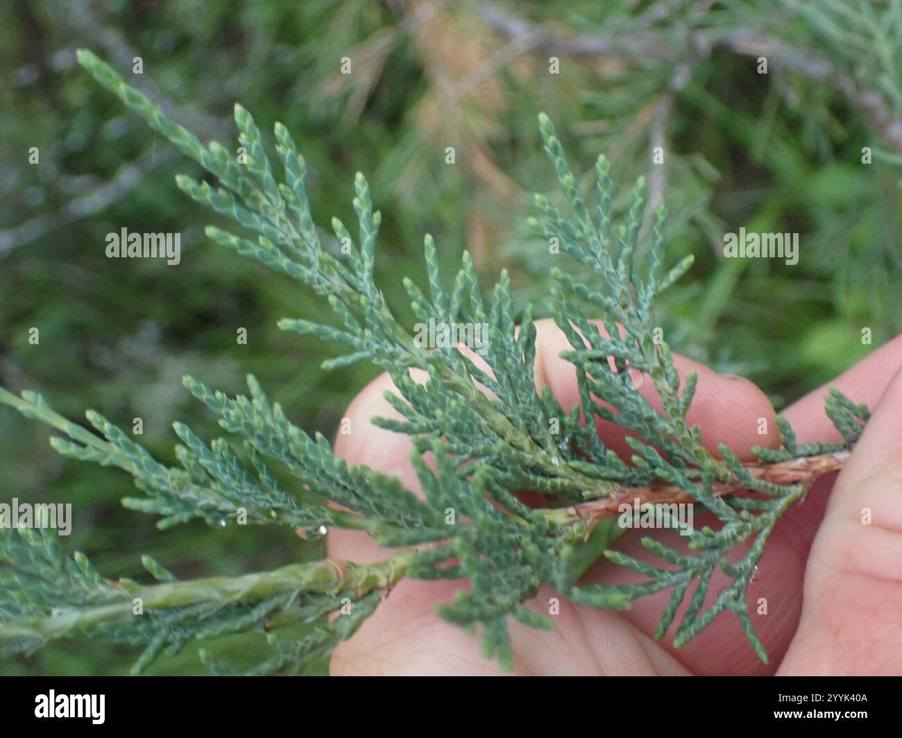 Rocky Mountain Juniper (Juniperus scopulorum Stock Photo - Alamy