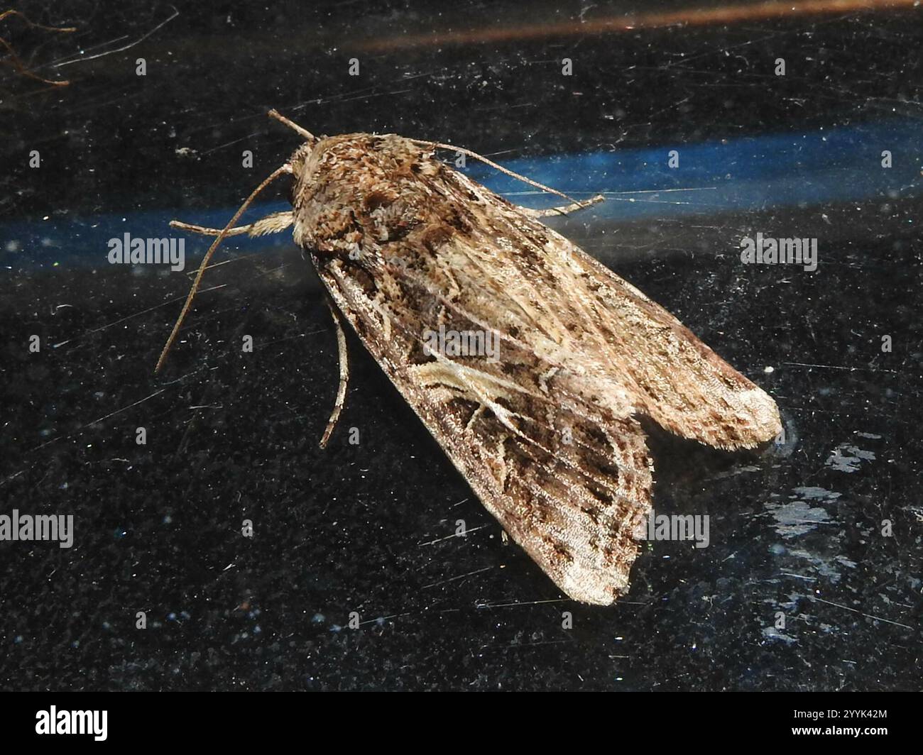 Yellow striped armyworm hi-res stock photography and images - Alamy