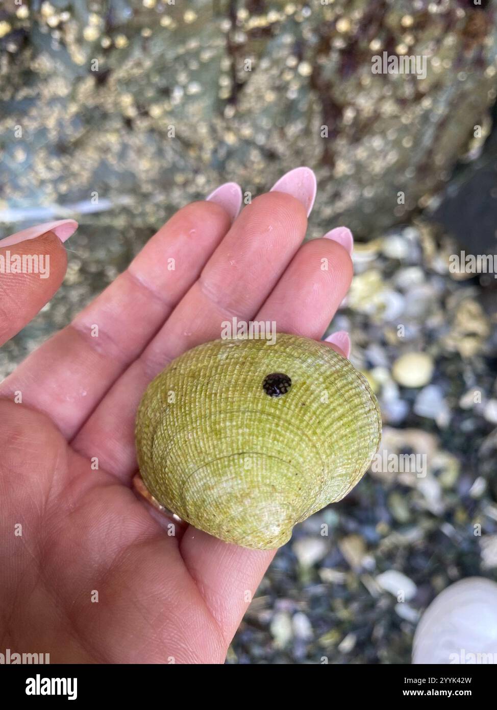 Pacific Littleneck Clam (Leukoma staminea Stock Photo - Alamy