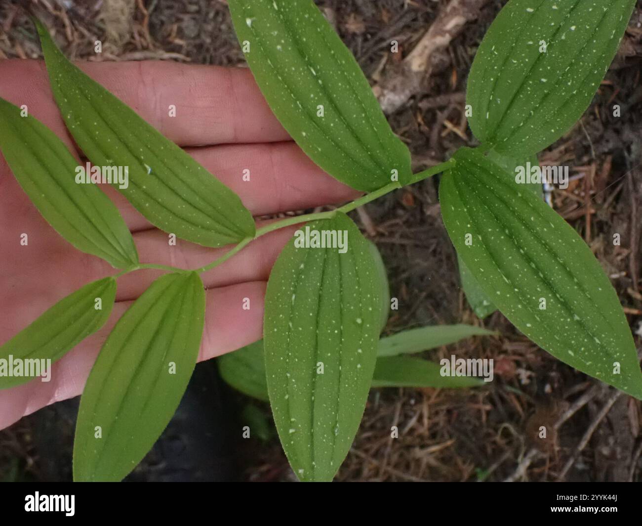 rose twisted-stalk (Streptopus lanceolatus Stock Photo - Alamy