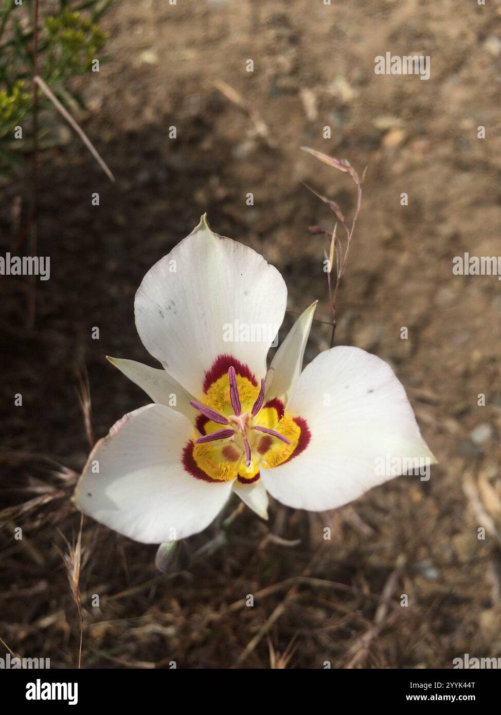 Bruneau Mariposa Lily (Calochortus bruneaunis Stock Photo - Alamy