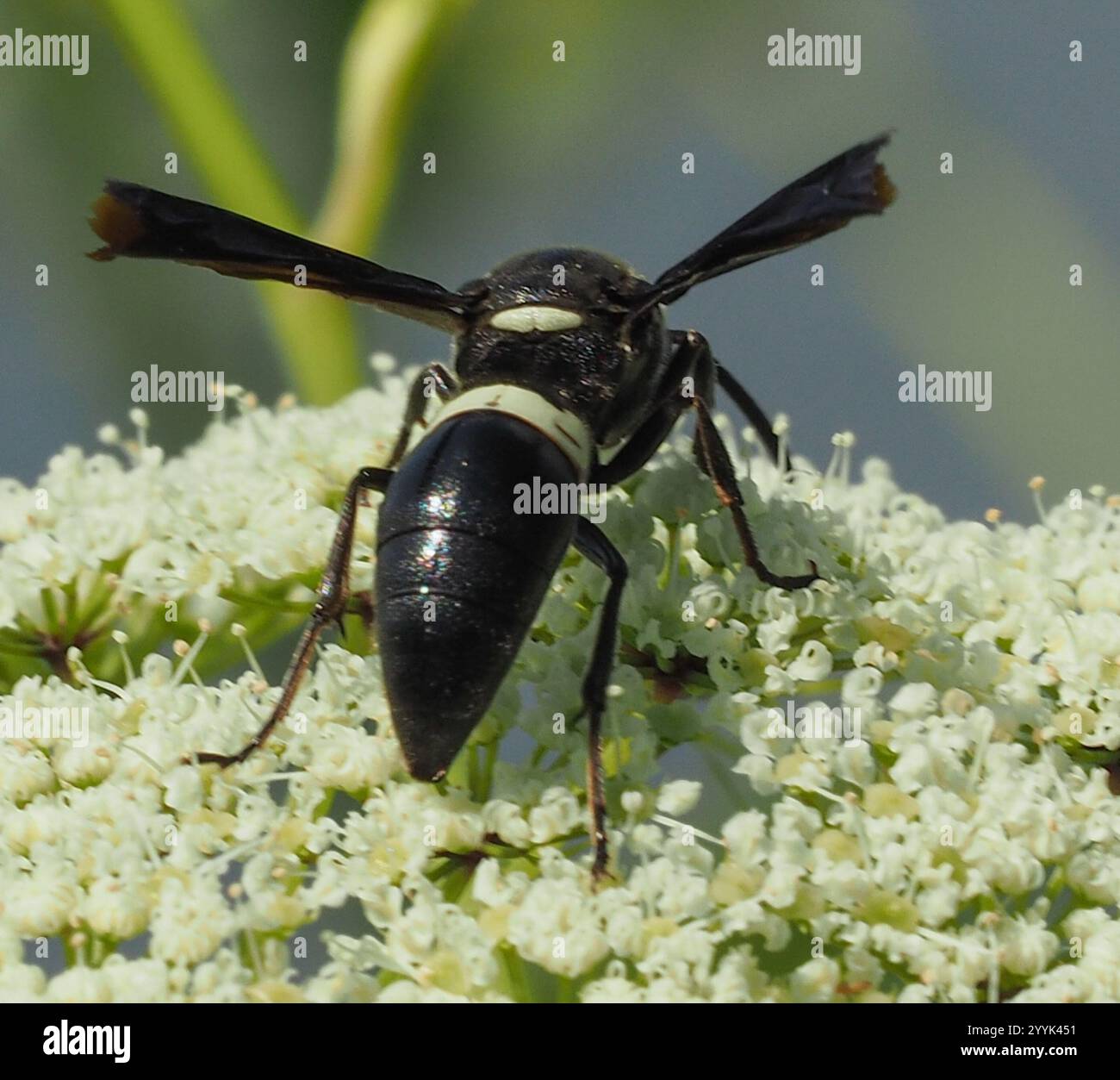 Four-toothed Mason Wasp (Monobia quadridens Stock Photo - Alamy