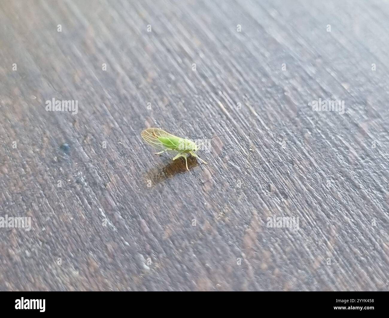 Tamarix Leafhopper (Opsius stactogalus Stock Photo - Alamy