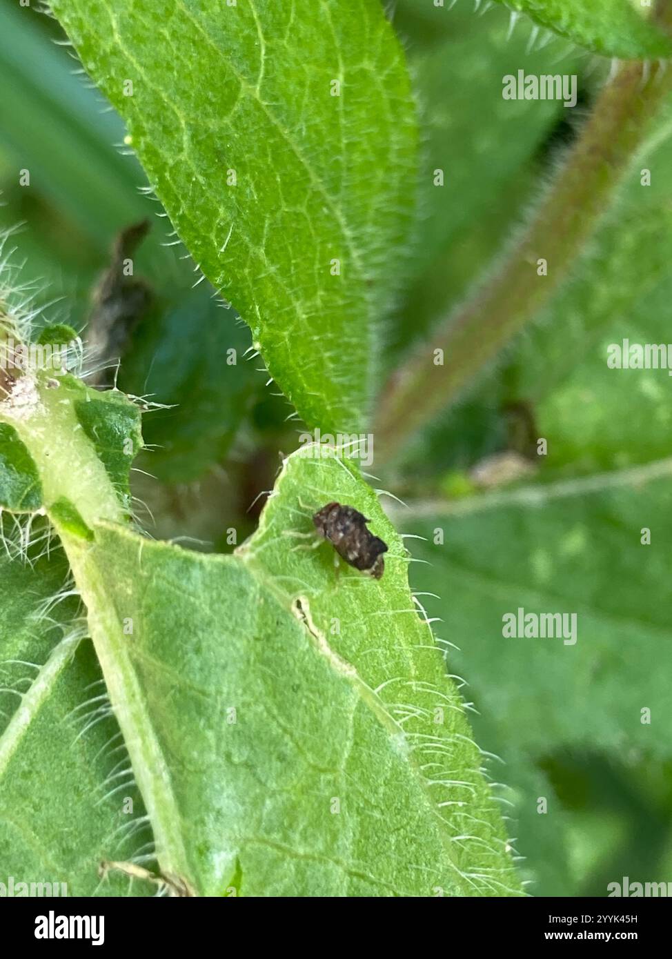Keeled Treehopper (Entylia carinata Stock Photo - Alamy