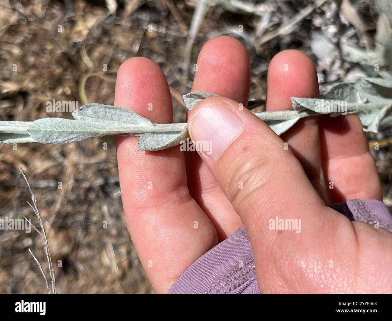 California Aster (Corethrogyne filaginifolia Stock Photo - Alamy
