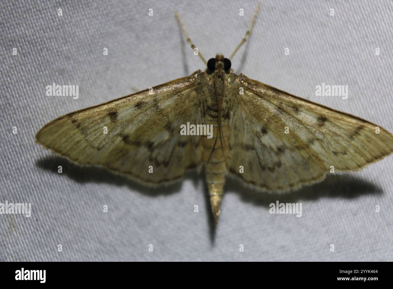 Serpentine Webworm Moth (Herpetogramma aeglealis Stock Photo - Alamy