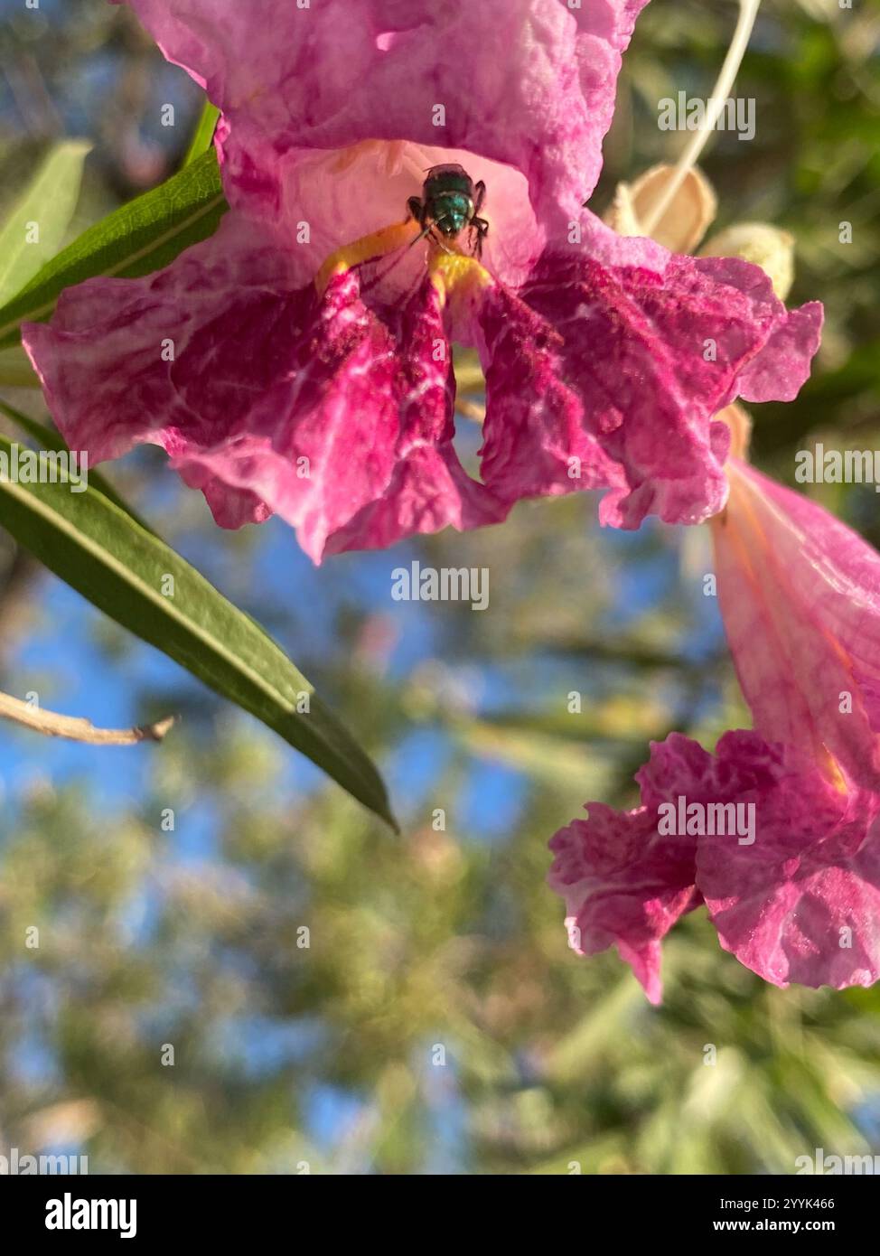 Augochlorine Sweat Bees (Augochlorini Stock Photo - Alamy