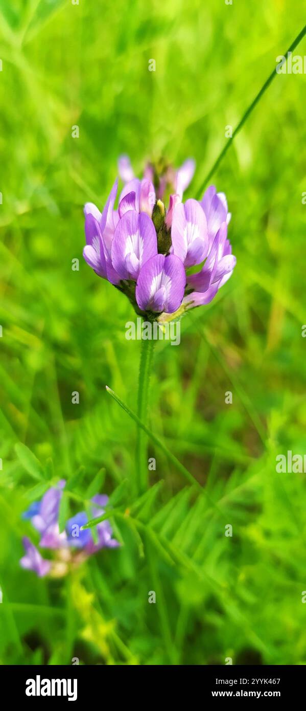 Purple Milk-vetch (Astragalus danicus Stock Photo - Alamy