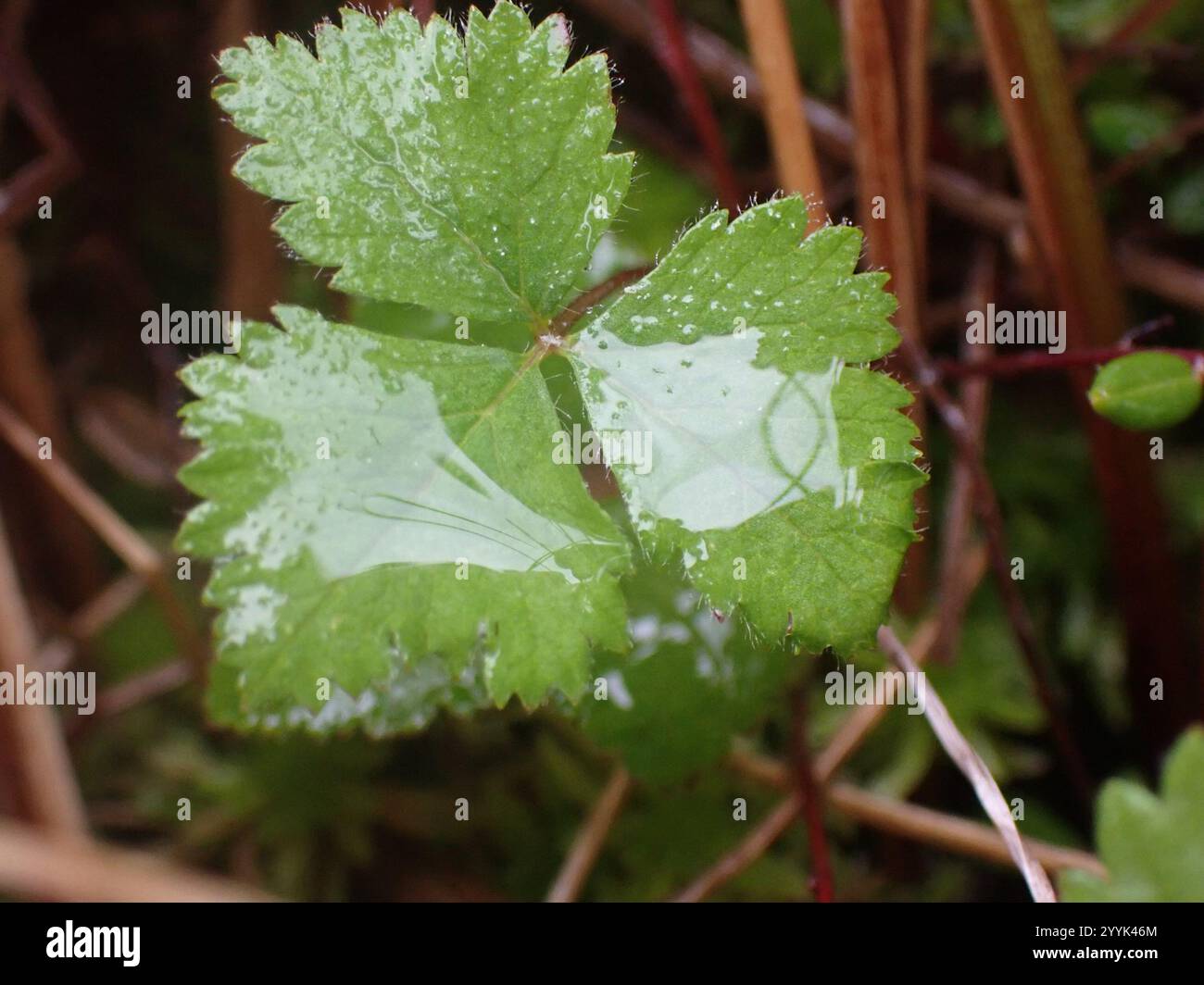 Arctic raspberry (Rubus arcticus Stock Photo - Alamy