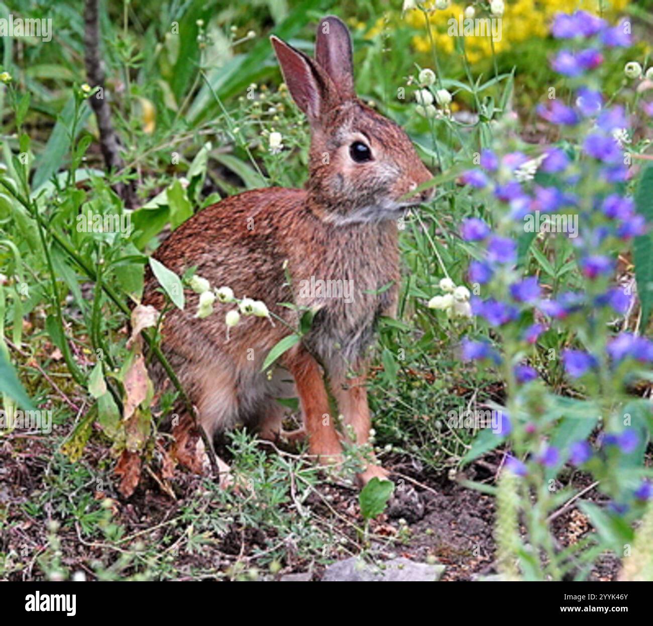 Eastern Cottontail (Sylvilagus floridanus Stock Photo - Alamy