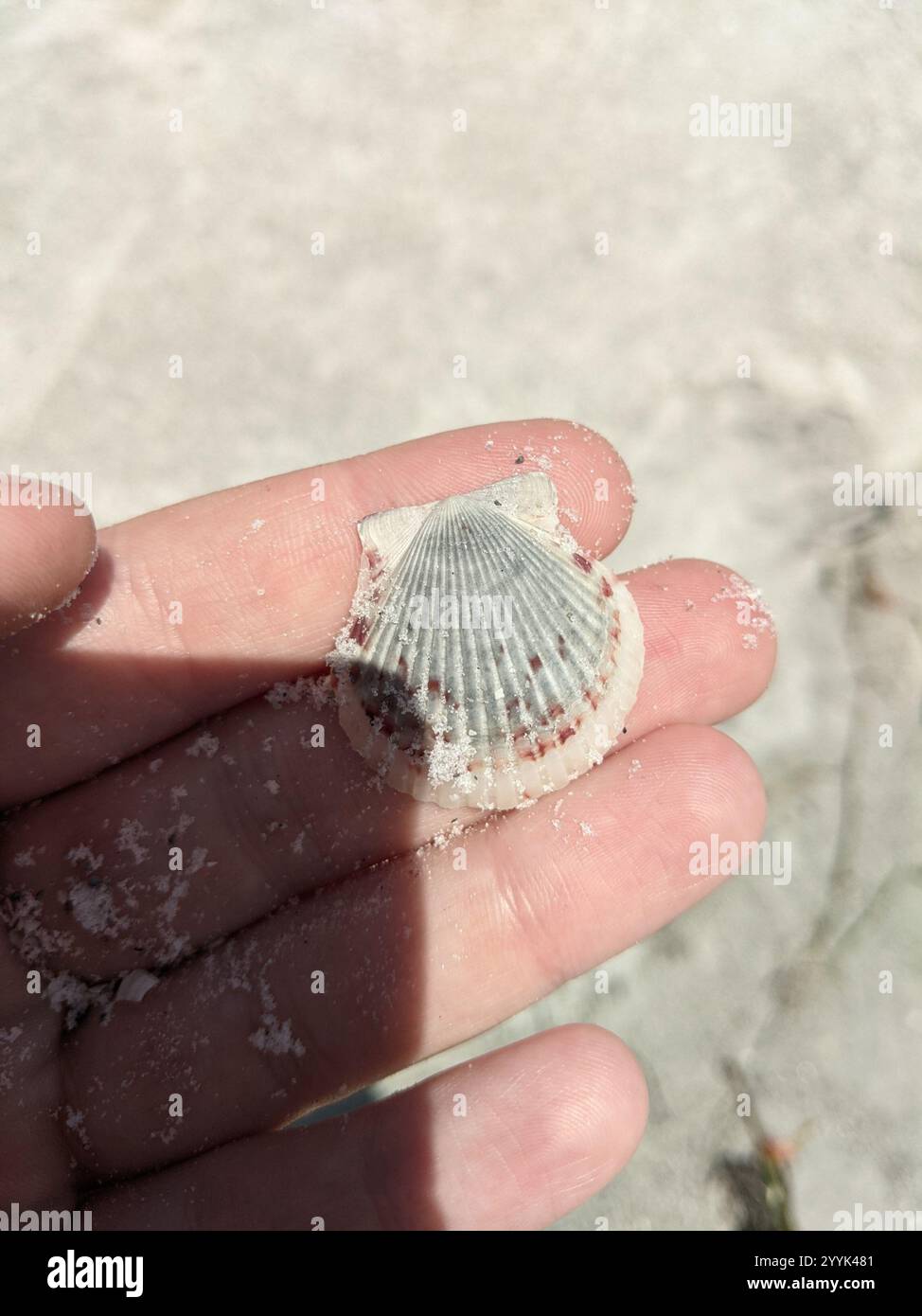 Atlantic Calico Scallop (Argopecten gibbus Stock Photo - Alamy