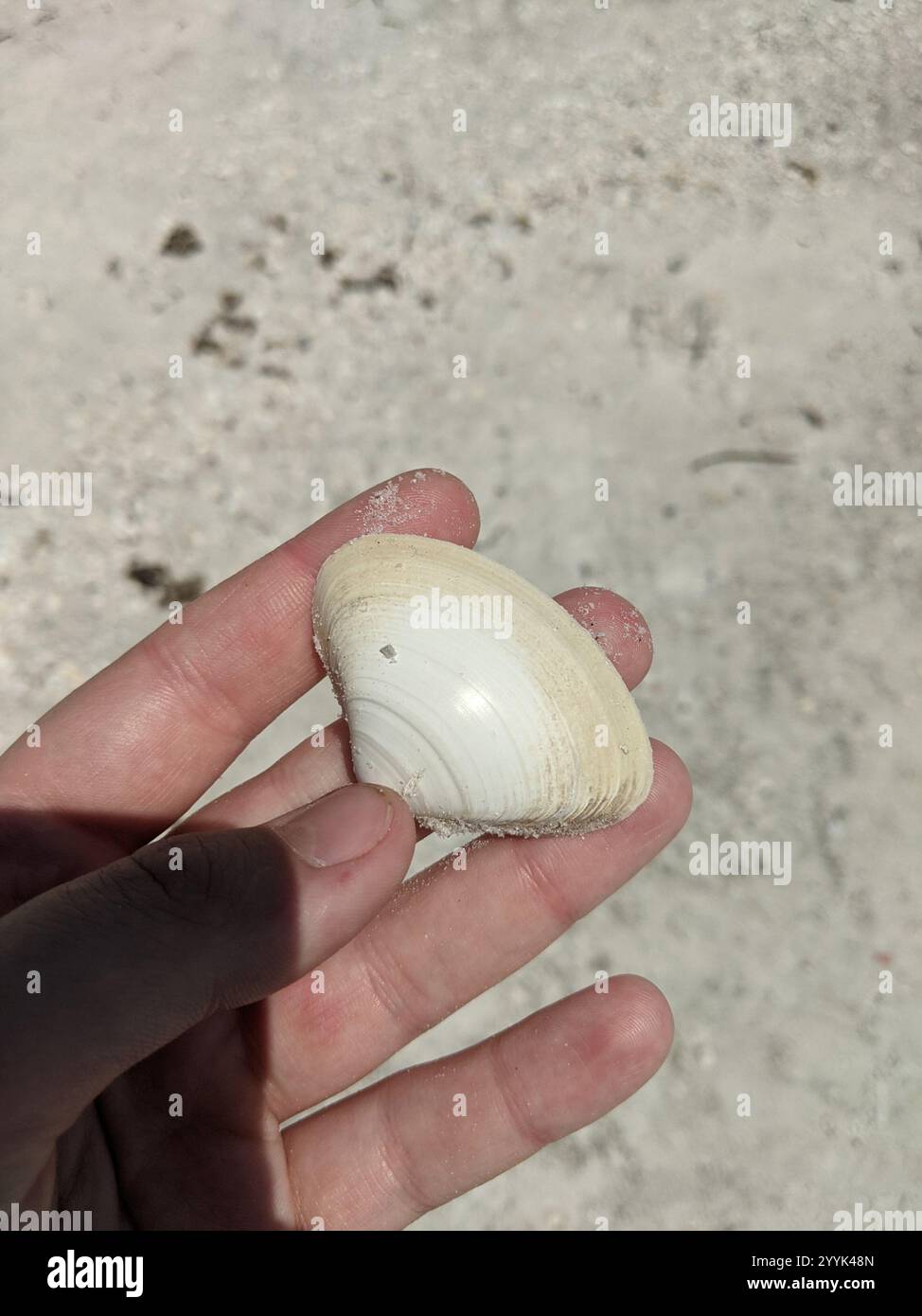 Southern Surfclam (Spisula raveneli Stock Photo - Alamy