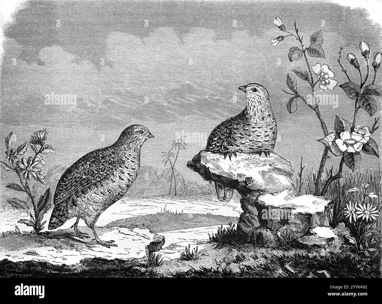Pair of Daurian Partridge, Perdix dauurica, aka Steppe Partidge, Asian ...