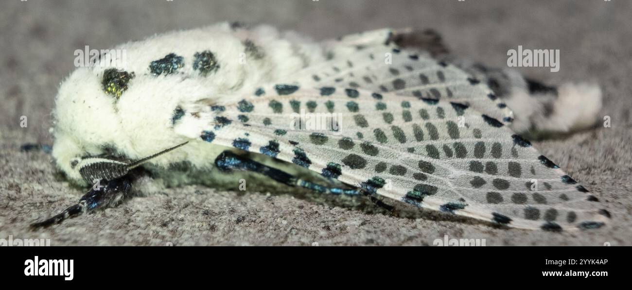 Wood Leopard Moth (Zeuzera pyrina Stock Photo - Alamy