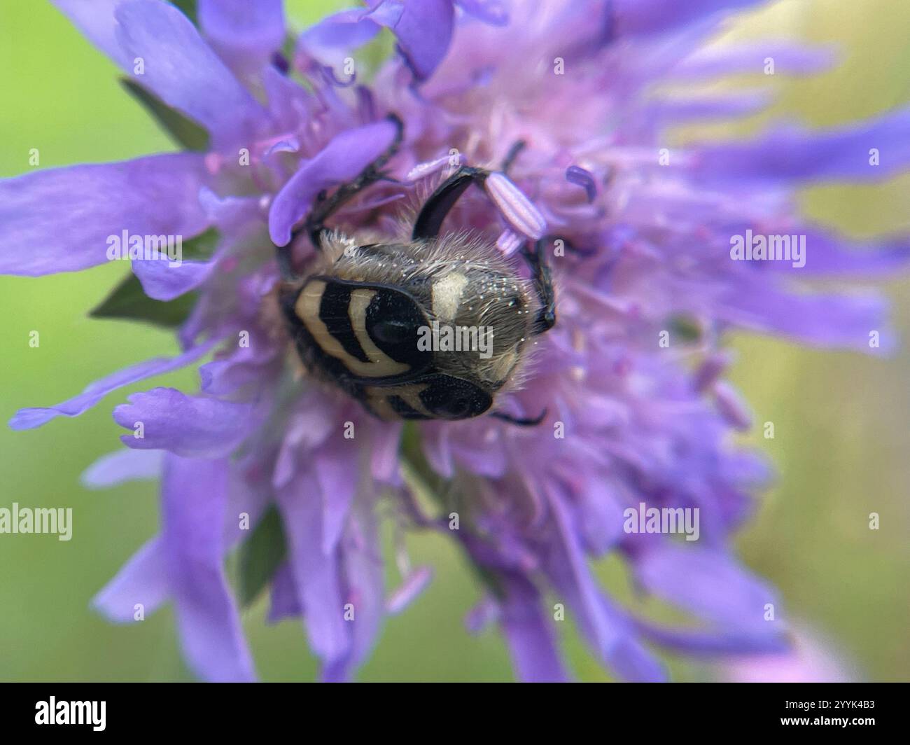Eurasian Bee Beetle (Trichius fasciatus Stock Photo - Alamy