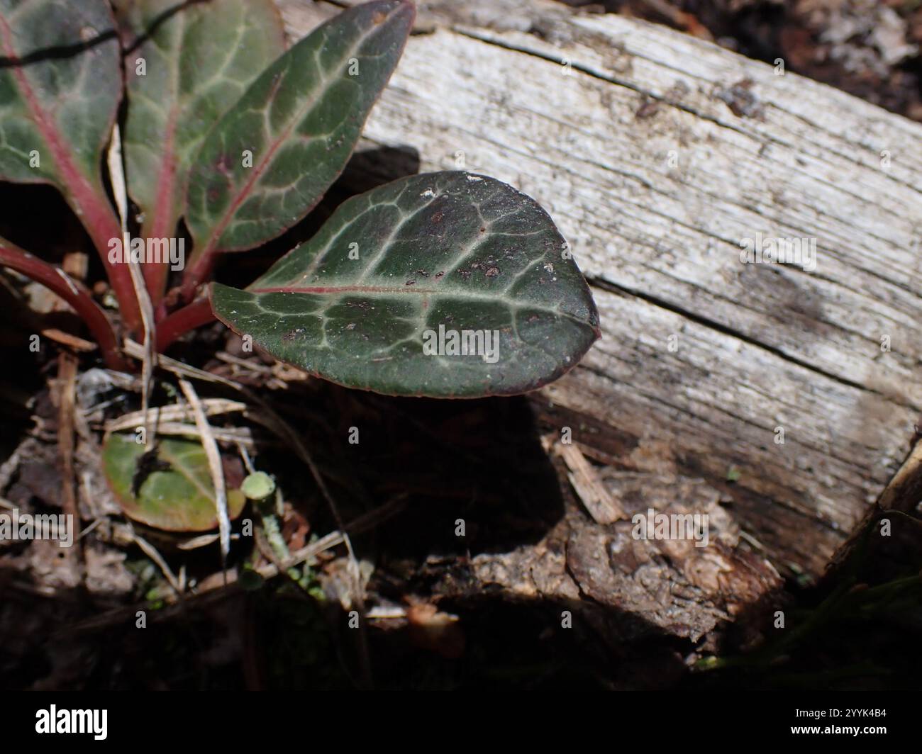 white-veined wintergreen (Pyrola picta Stock Photo - Alamy