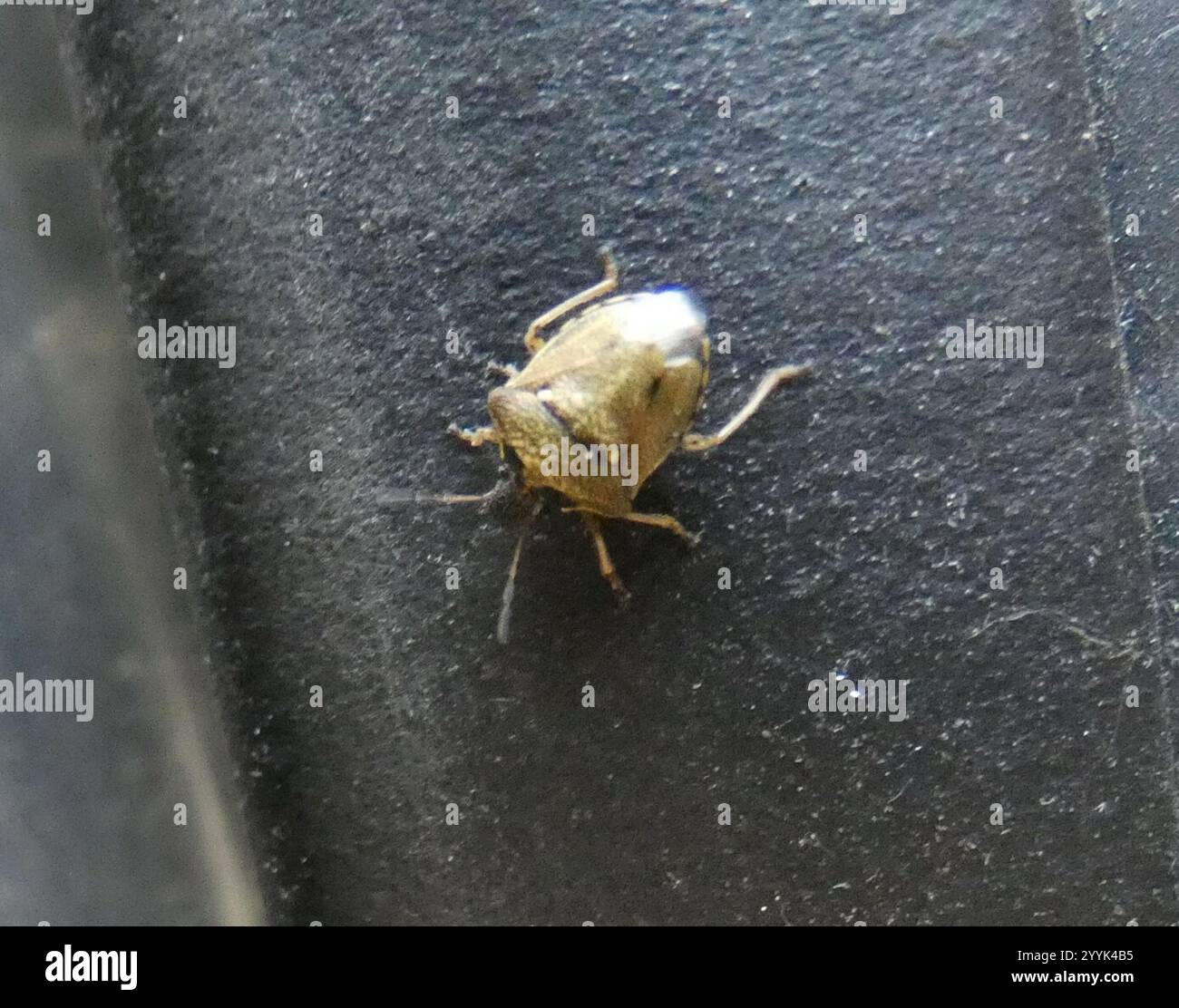 New Forest shieldbug (Eysarcoris aeneus Stock Photo - Alamy