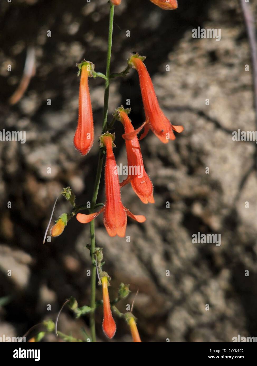 Bridges' penstemon (Penstemon rostriflorus Stock Photo - Alamy