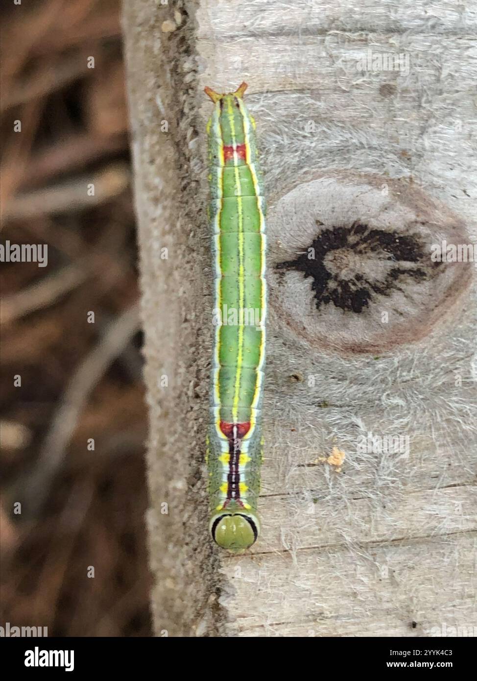 Variable Oakleaf Caterpillar Moth (Lochmaeus manteo Stock Photo - Alamy