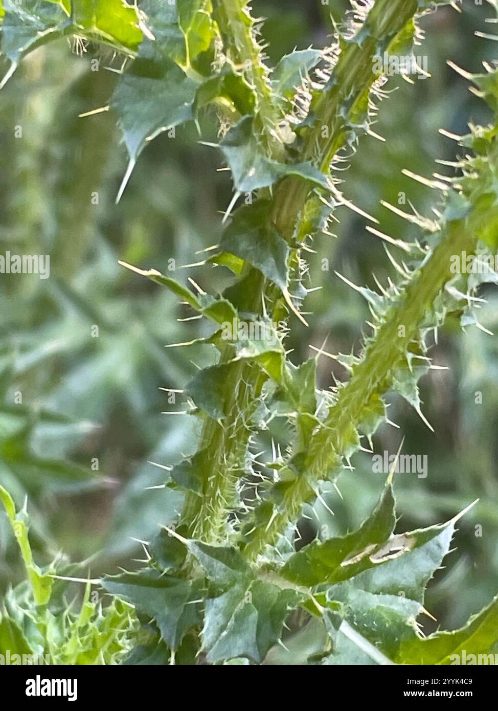 Broad-winged Thistle (Carduus acanthoides Stock Photo - Alamy