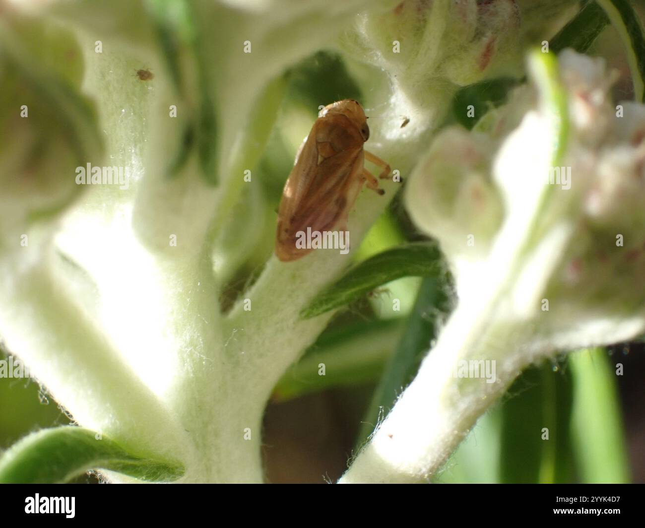 Meadow Spittlebug (Philaenus spumarius Stock Photo - Alamy