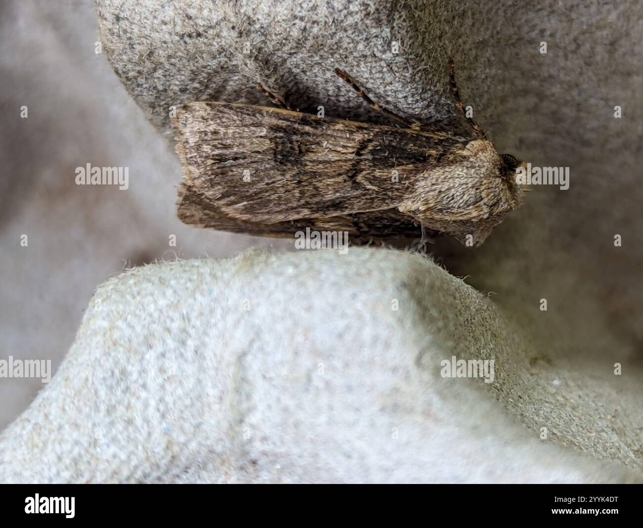 Shuttle-shaped Dart (Agrotis puta Stock Photo - Alamy