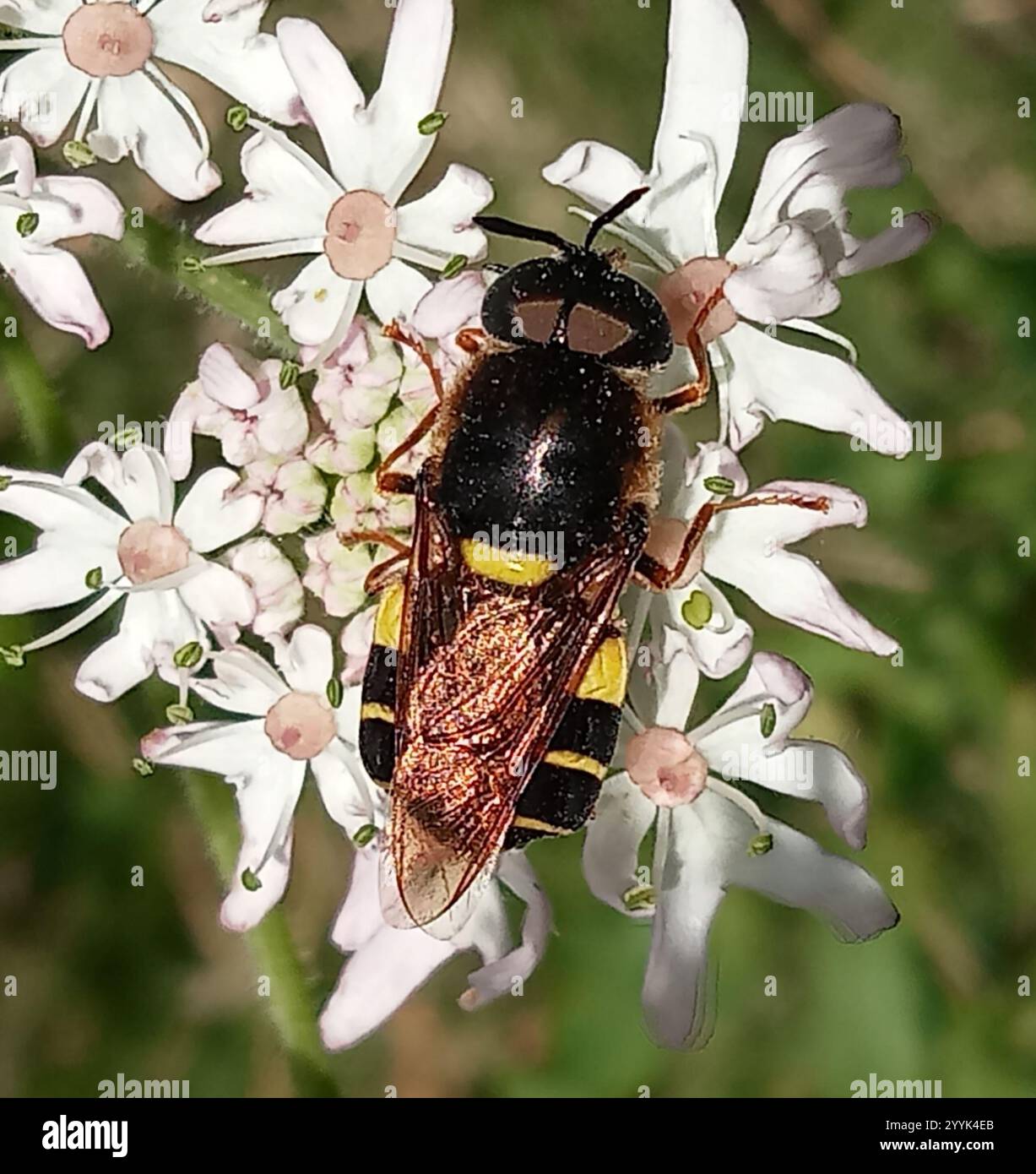 Banded General (Stratiomys potamida Stock Photo - Alamy