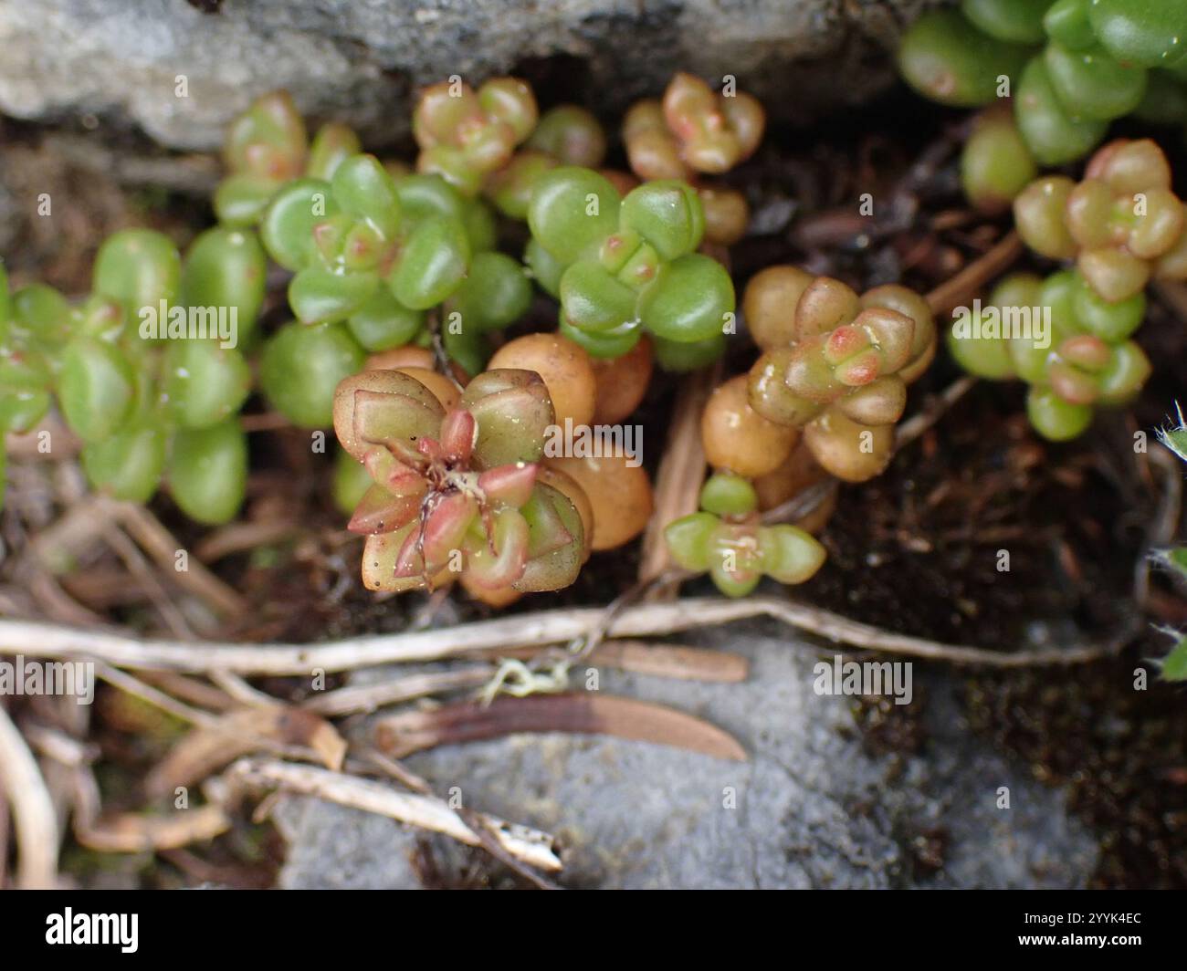 Pacific stonecrop (Sedum divergens Stock Photo - Alamy
