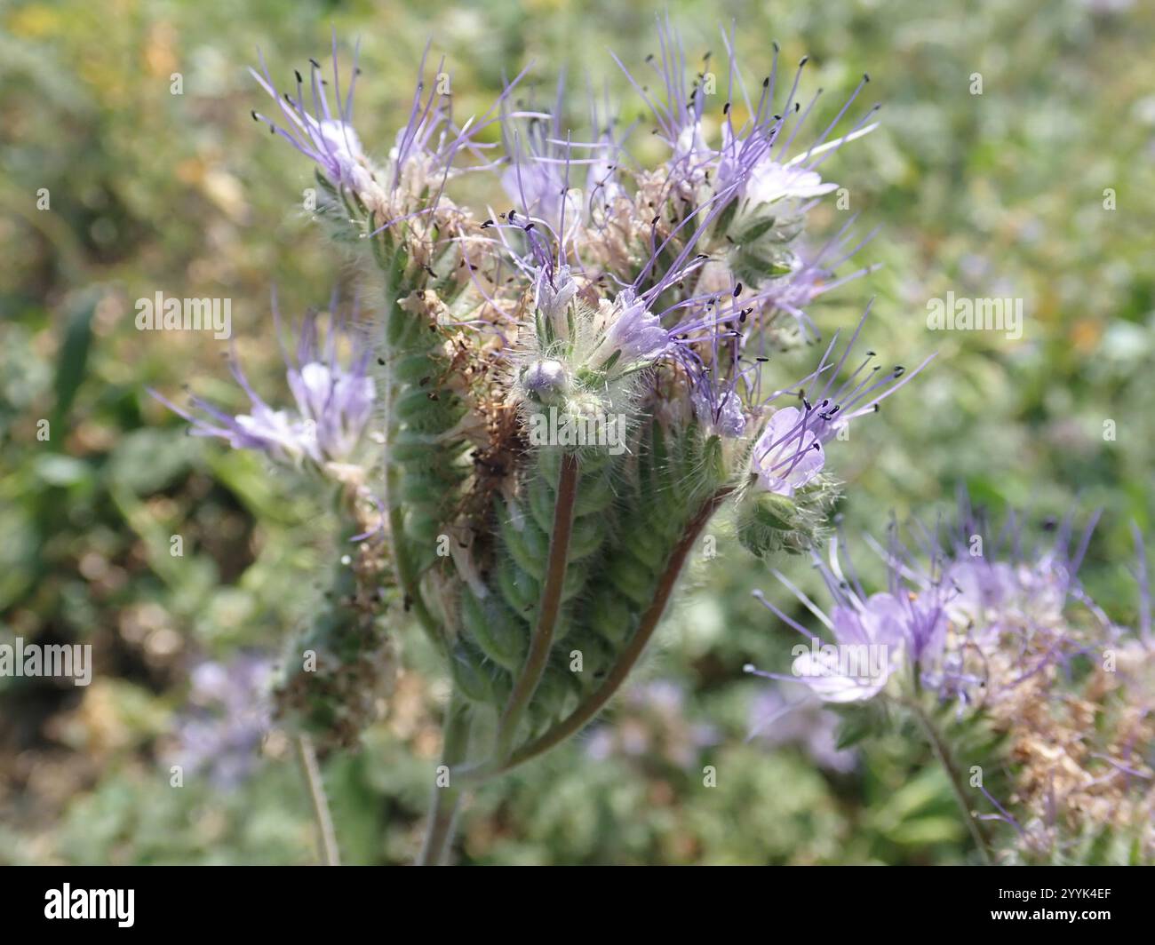 Lacy phacelia (Phacelia tanacetifolia Stock Photo - Alamy
