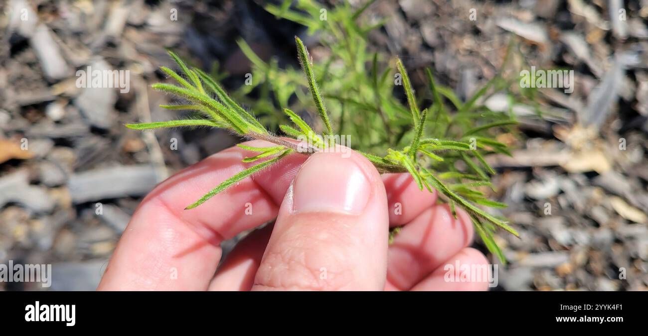 Stinkwort (Dittrichia graveolens Stock Photo - Alamy
