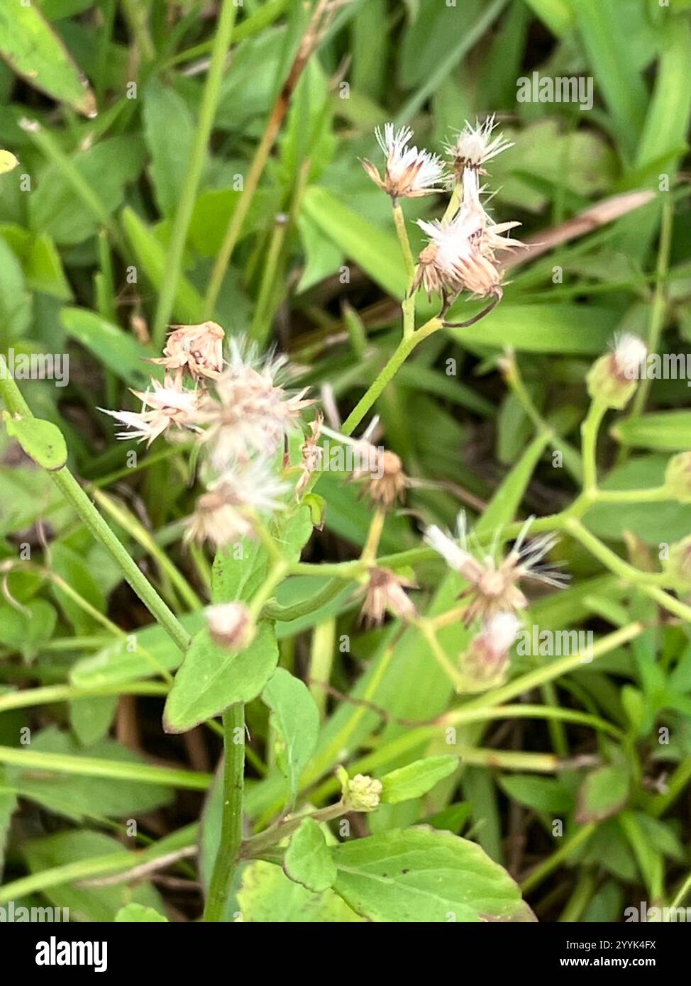 little ironweed (Cyanthillium cinereum Stock Photo - Alamy