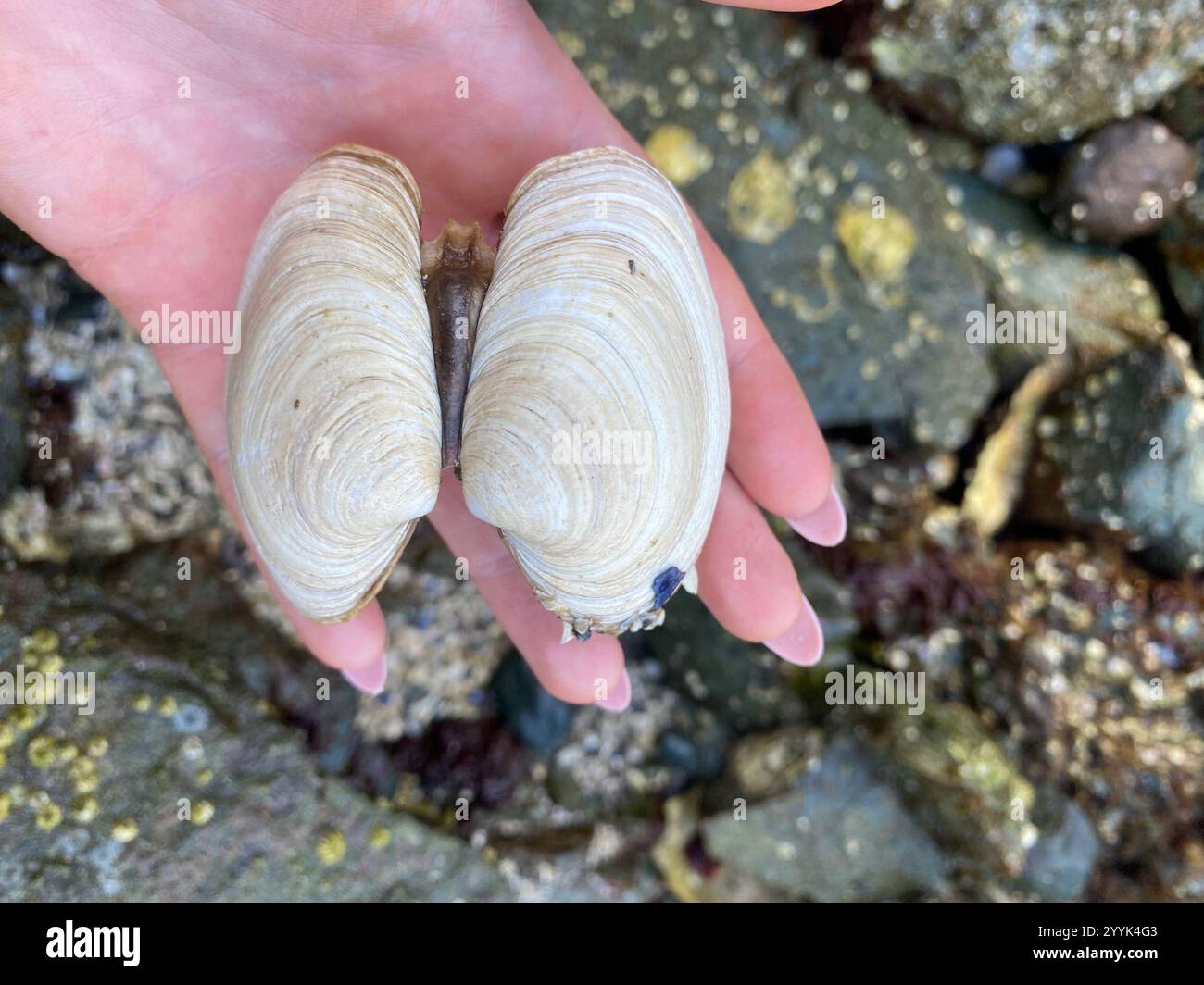 Butter Clam (Saxidomus gigantea Stock Photo - Alamy