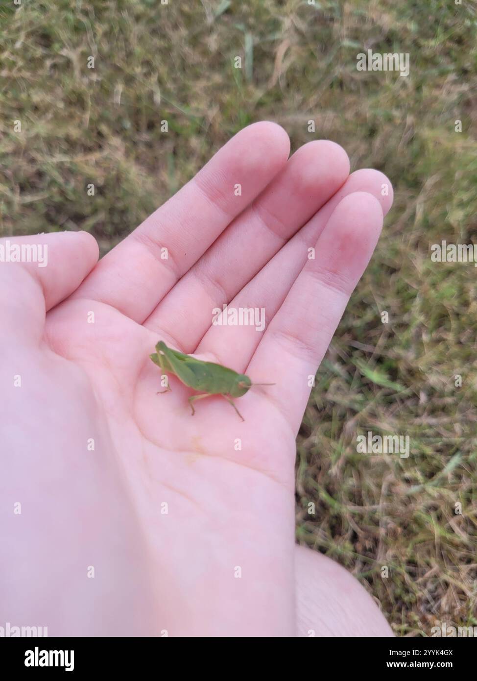 Green-striped Grasshopper (Chortophaga viridifasciata Stock Photo - Alamy