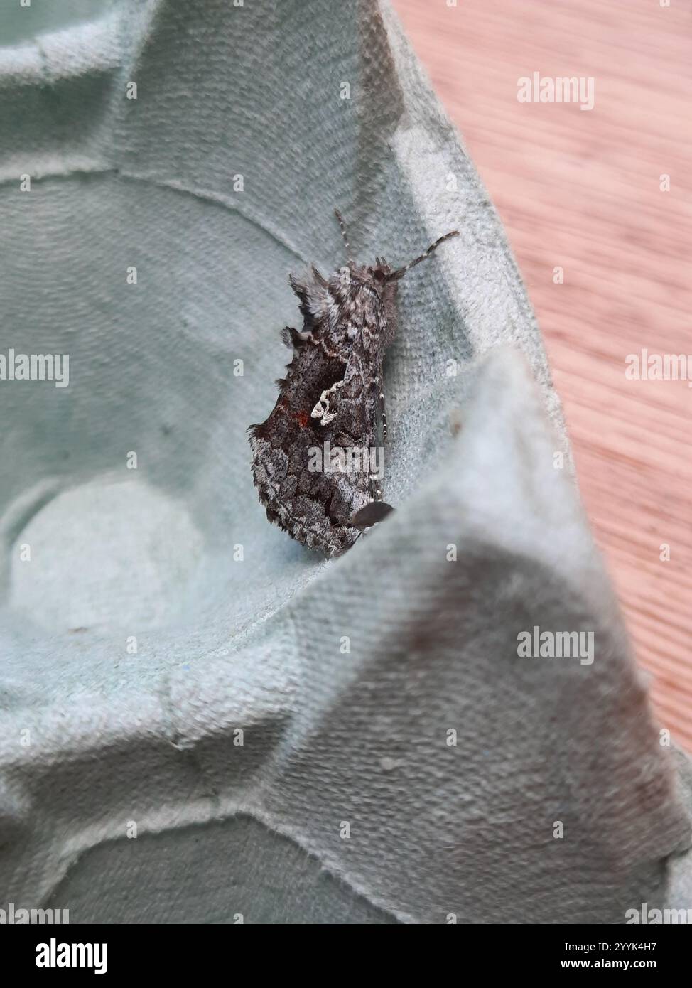 Scarce Silver Y Moth (Syngrapha interrogationis Stock Photo - Alamy