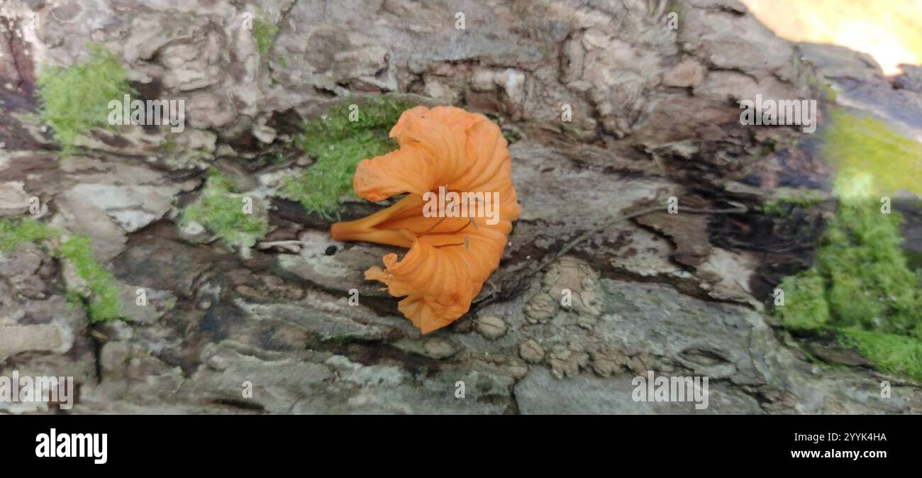 Kerosene Tree (Cordia subcordata Stock Photo - Alamy