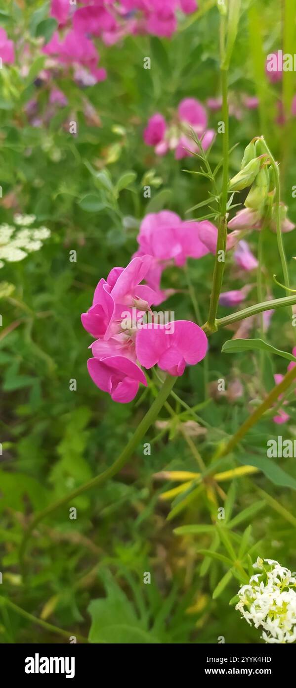 tuberous pea (Lathyrus tuberosus Stock Photo - Alamy