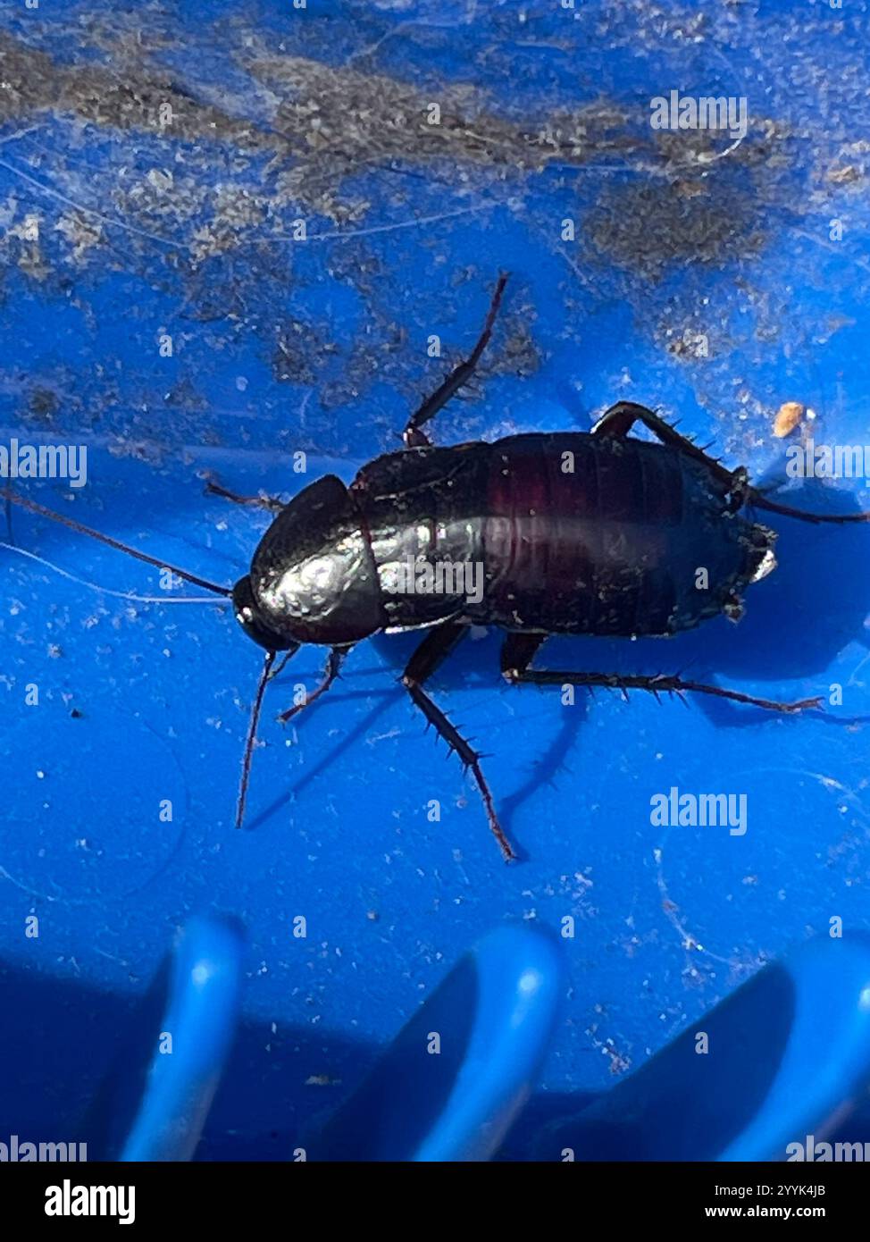 Oriental Cockroach (Blatta orientalis Stock Photo - Alamy