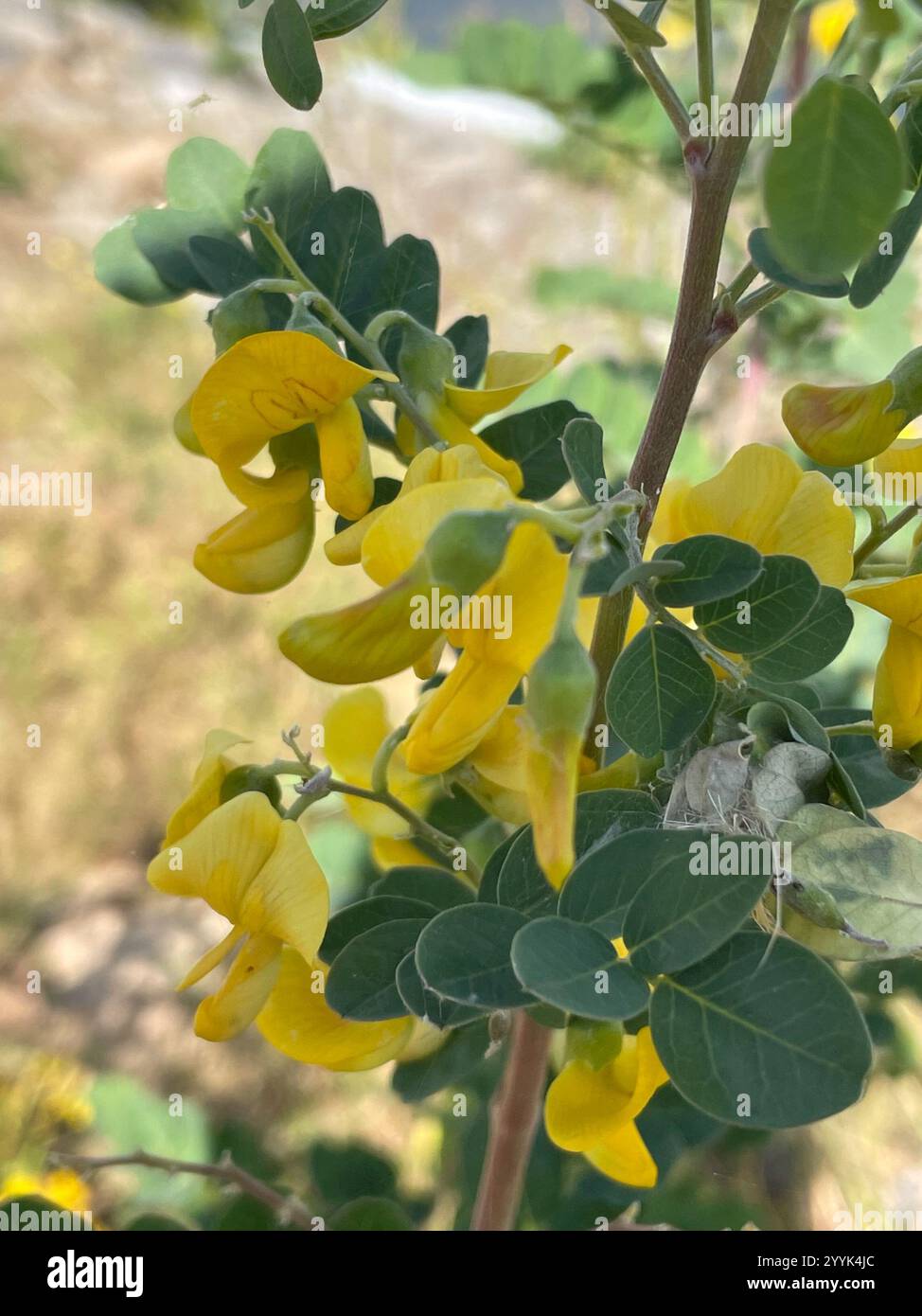 Bladder-senna (Colutea arborescens Stock Photo - Alamy