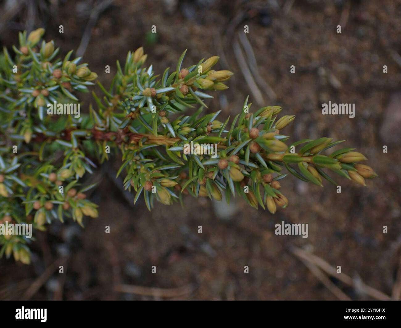 common juniper (Juniperus communis Stock Photo - Alamy