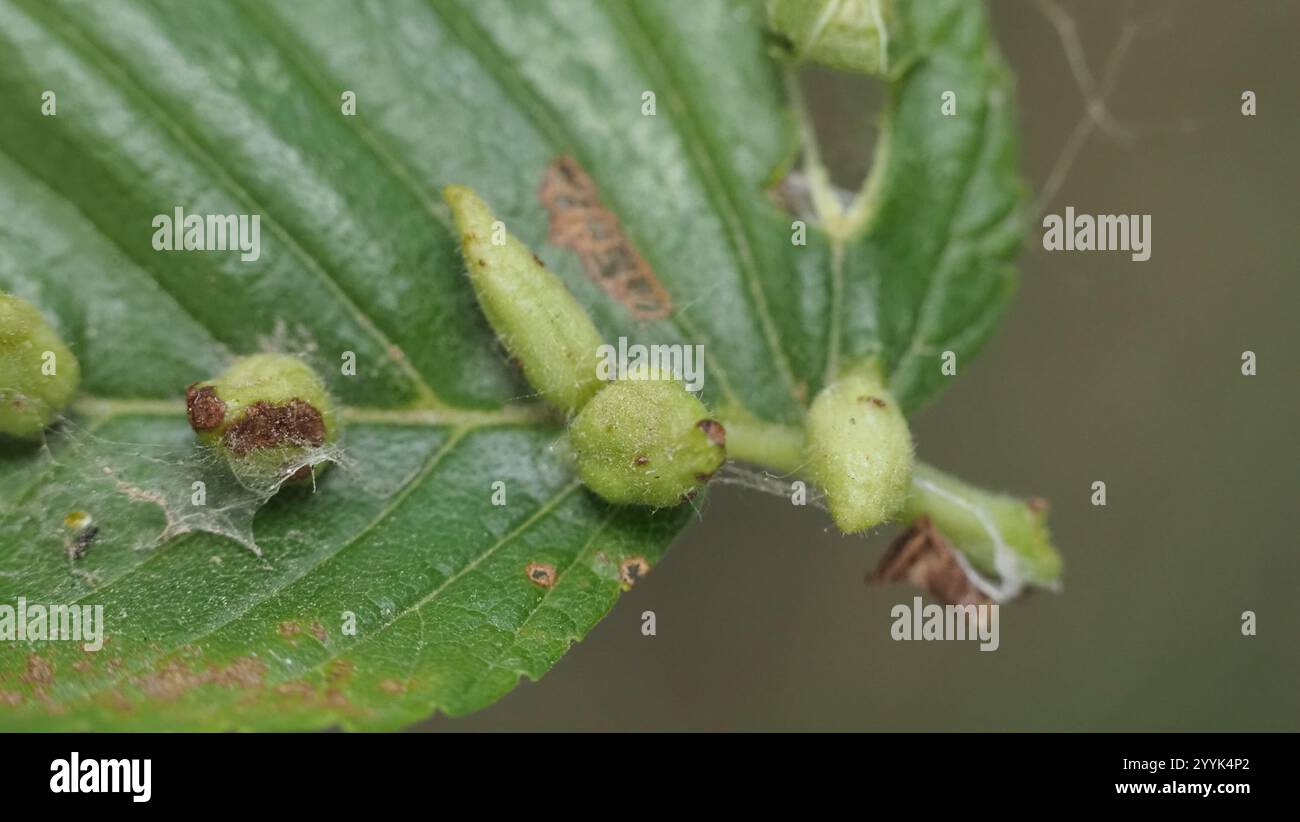 Elm Finger Gall Mite (Aceria parulmi Stock Photo - Alamy