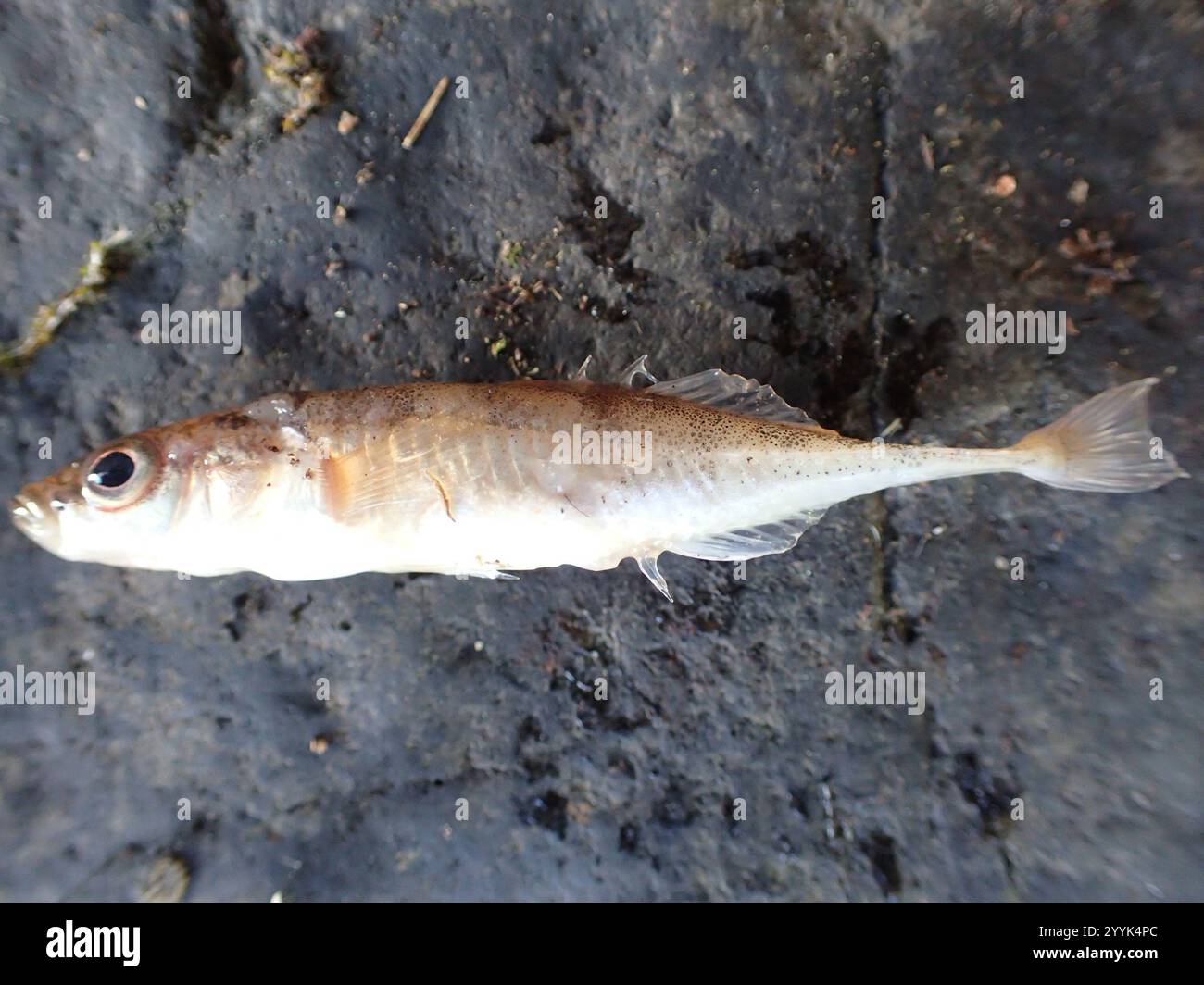Ninespine Stickleback (Pungitius pungitius Stock Photo - Alamy