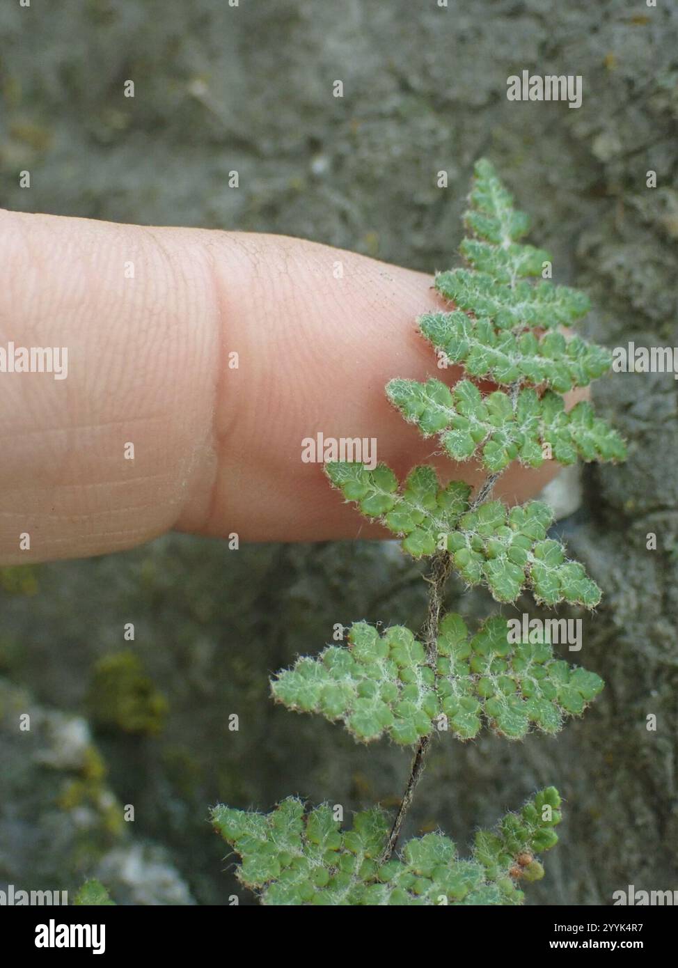 Fee's lip fern (Myriopteris gracilis Stock Photo - Alamy