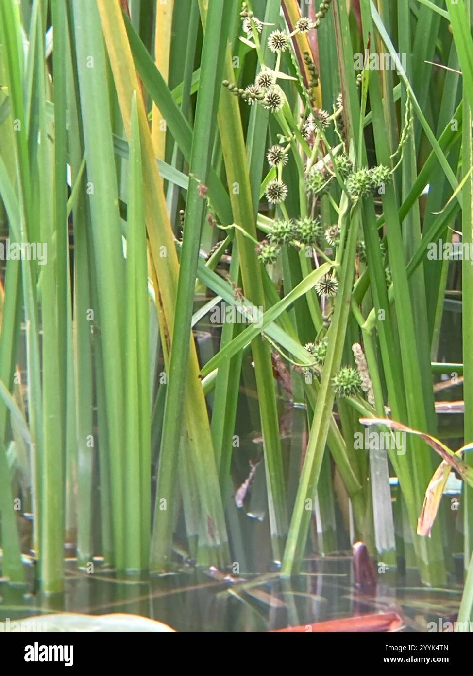 Branched Bur-reed (Sparganium erectum Stock Photo - Alamy