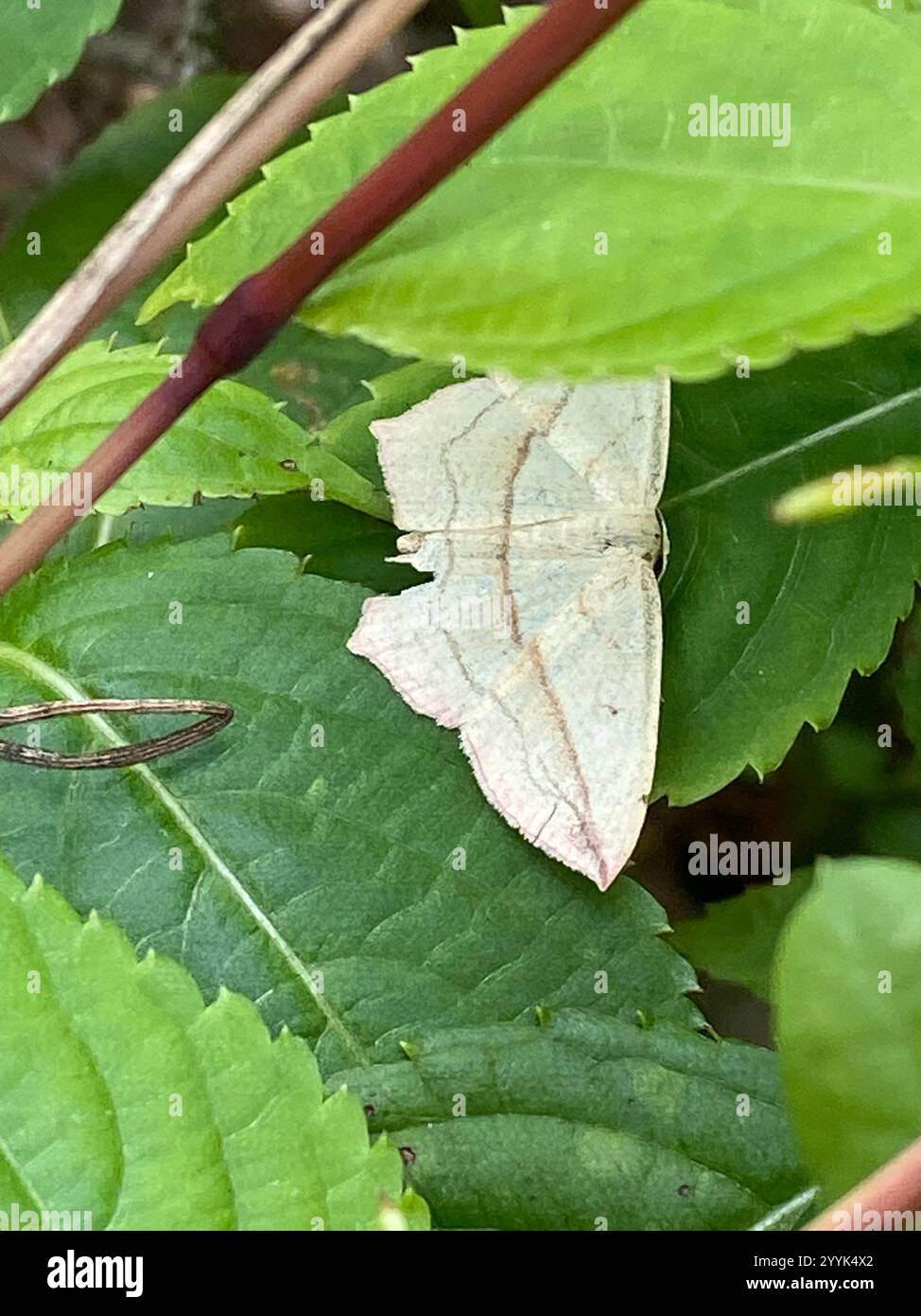Blood Vein (Timandra comae Stock Photo - Alamy