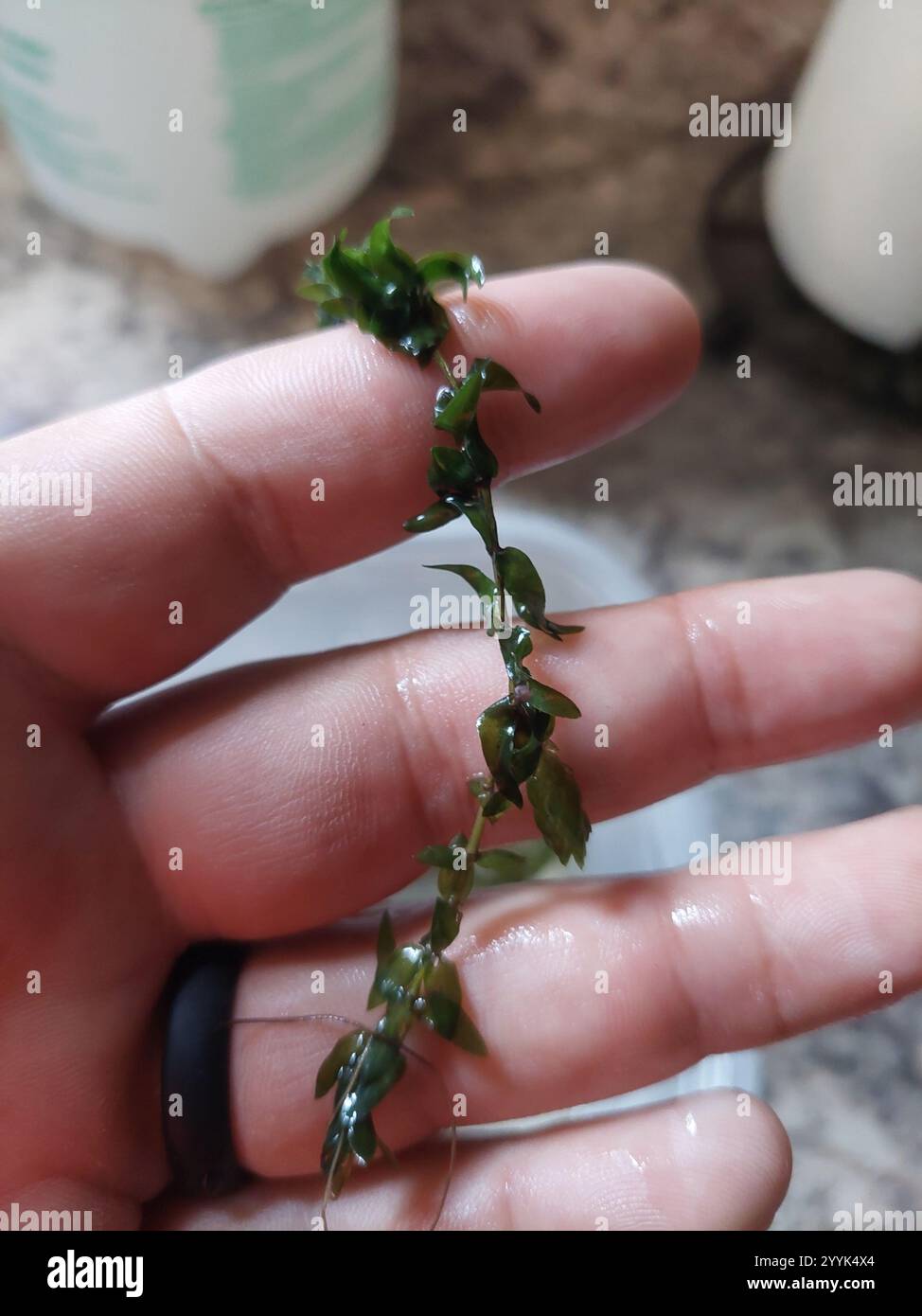 Canadian Waterweed (Elodea canadensis Stock Photo - Alamy