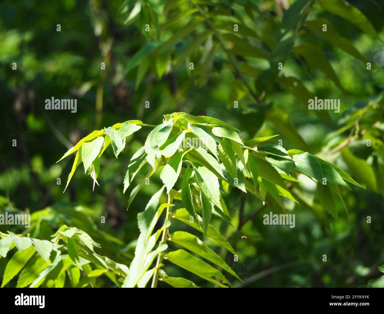 calabur tree (Muntingia calabura Stock Photo - Alamy
