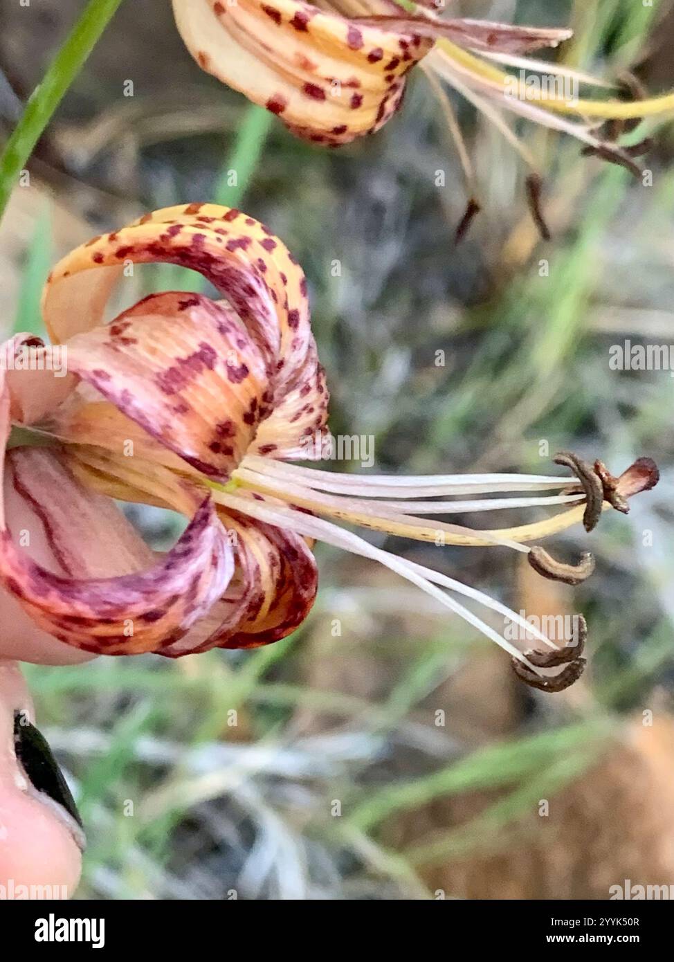 Leopard Lily (Lilium pardalinum Stock Photo - Alamy